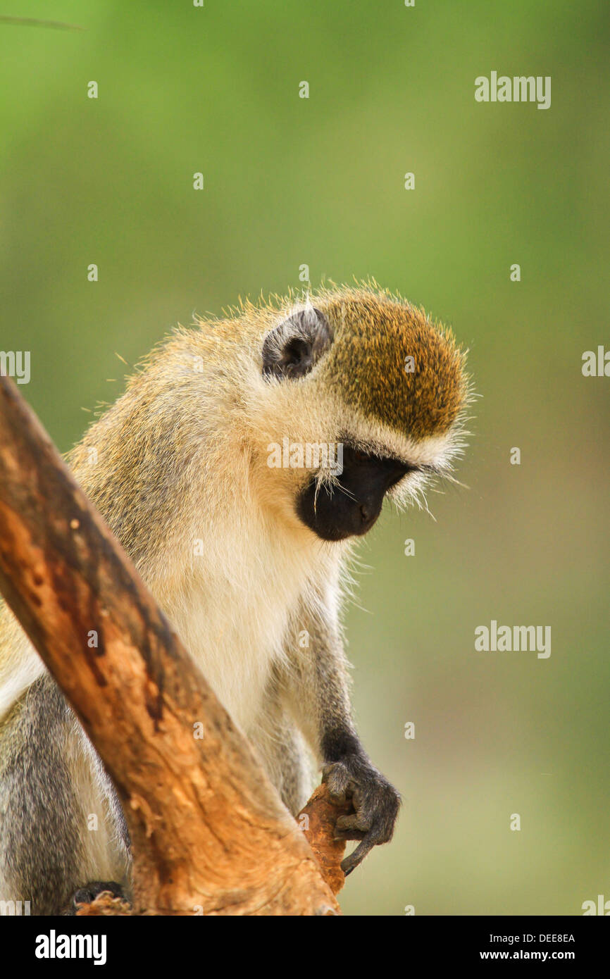 small langur in india Stock Photo - Alamy