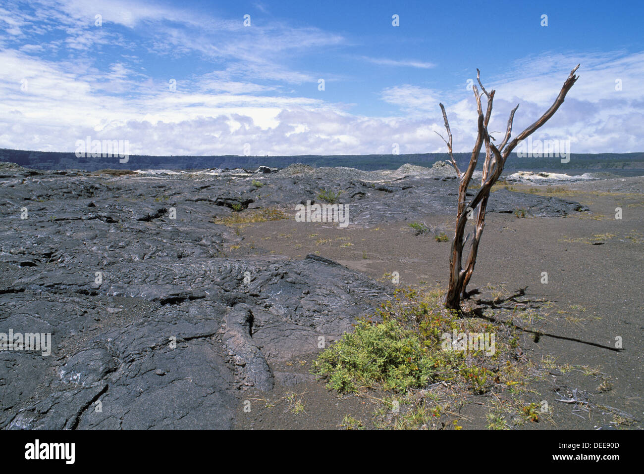 Dead tree in the Kilauea Caldera. Hawaii Volcanoes National Park. The ...