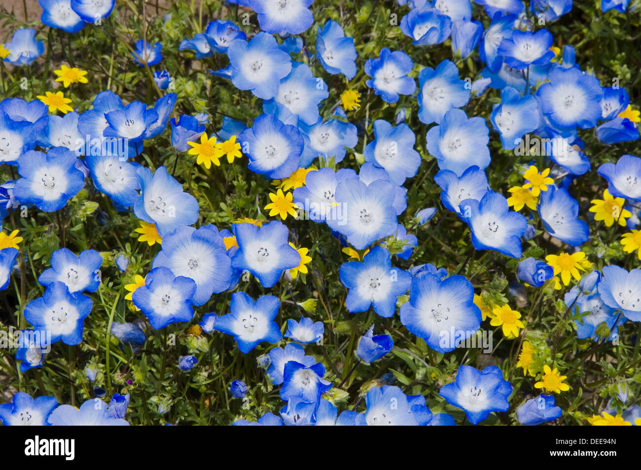 Coastal goldfields hi-res stock photography and images - Alamy