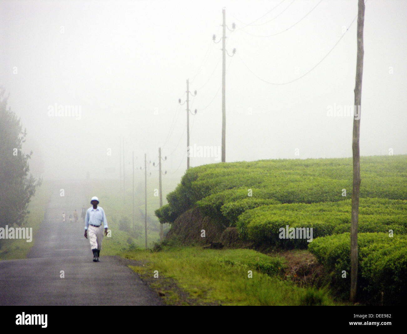 Tea plantations rwanda hi-res stock photography and images - Alamy