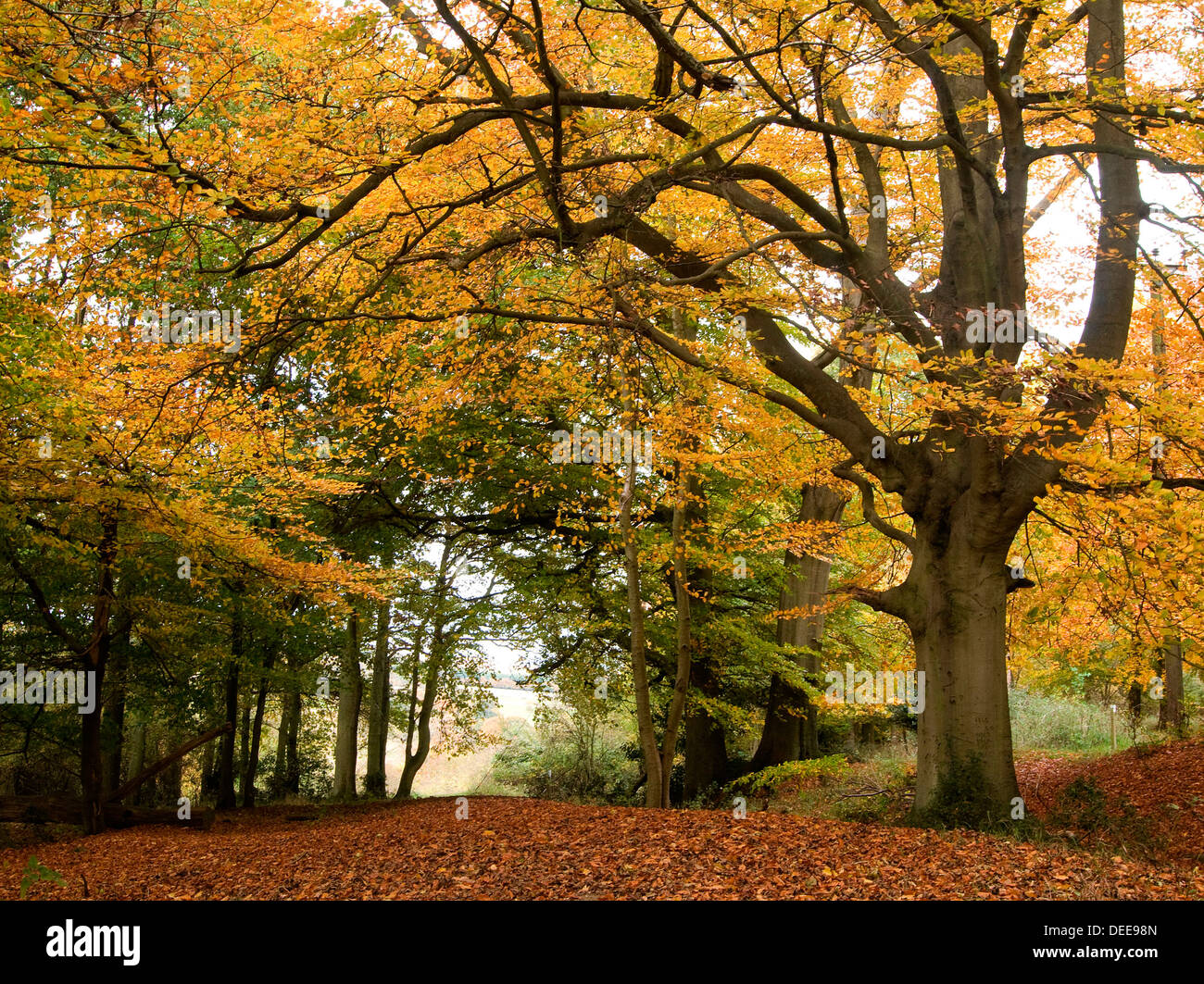 Fall colours trees hi-res stock photography and images - Alamy
