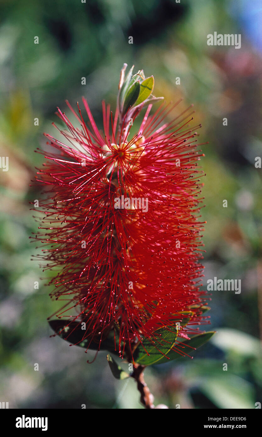 Weeping bottlebrush callistemon viminalis hi-res stock photography and ...