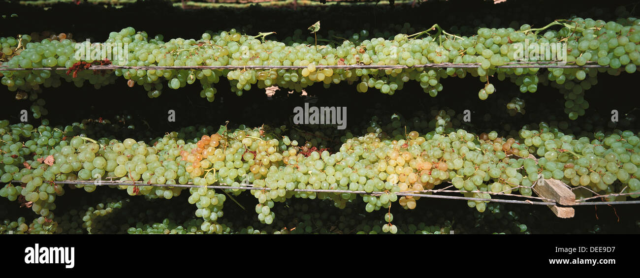 Green racks hi-res stock photography and images - Alamy