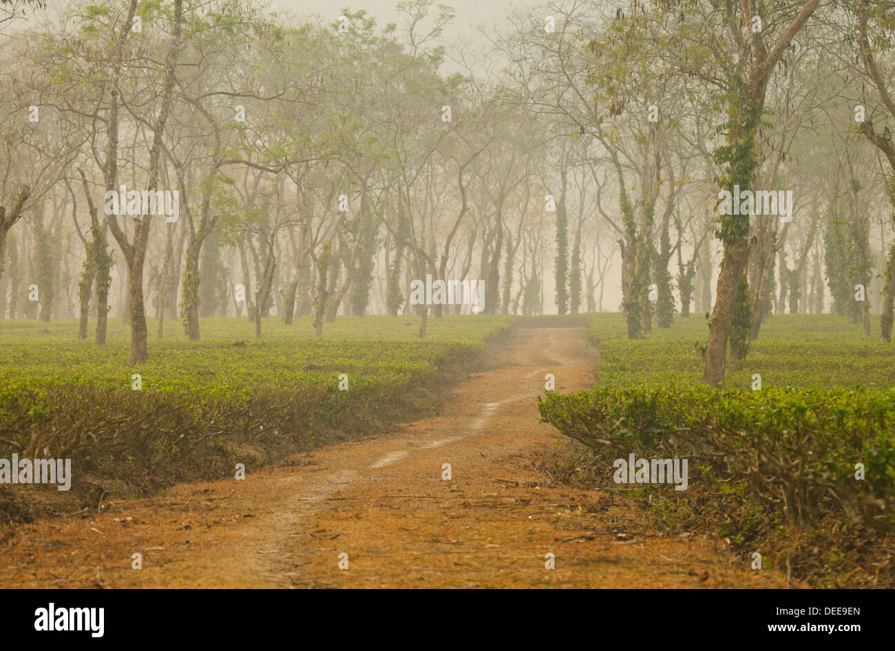 Tea plantation on assom India Stock Photo - Alamy
