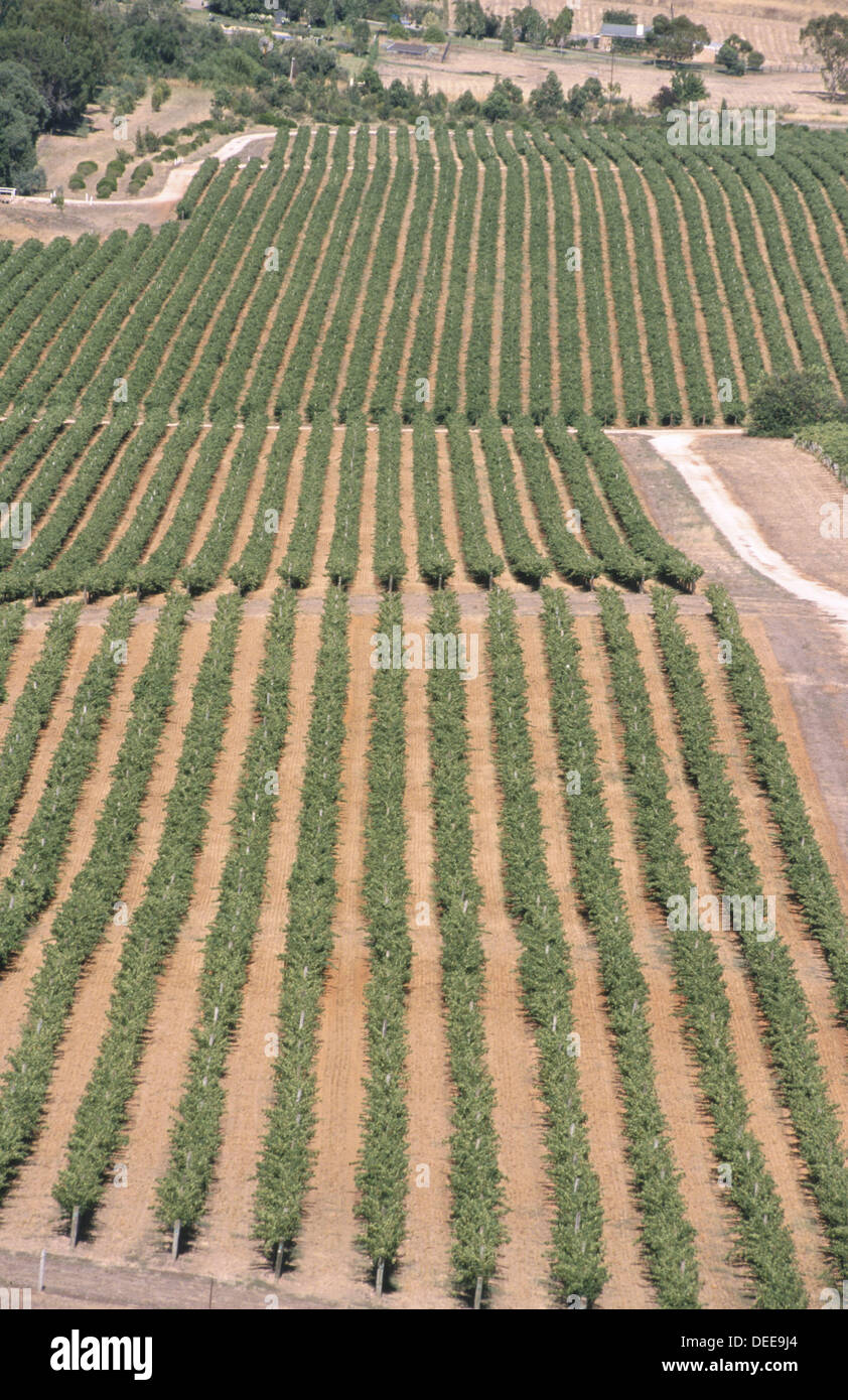 Clare Valley And Vineyard High Resolution Stock Photography and Images ...