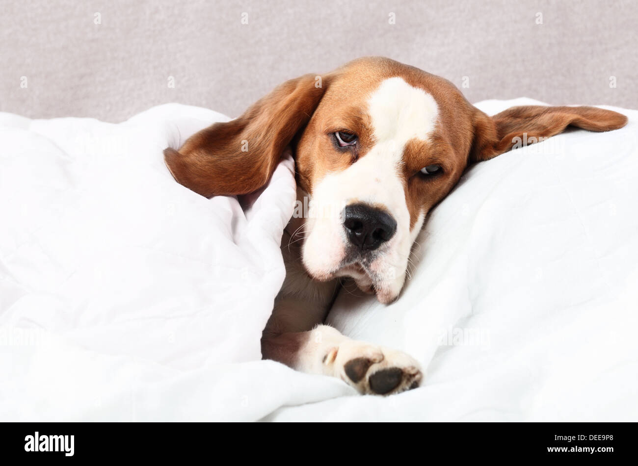 The very sick dog under a blanket Stock Photo - Alamy