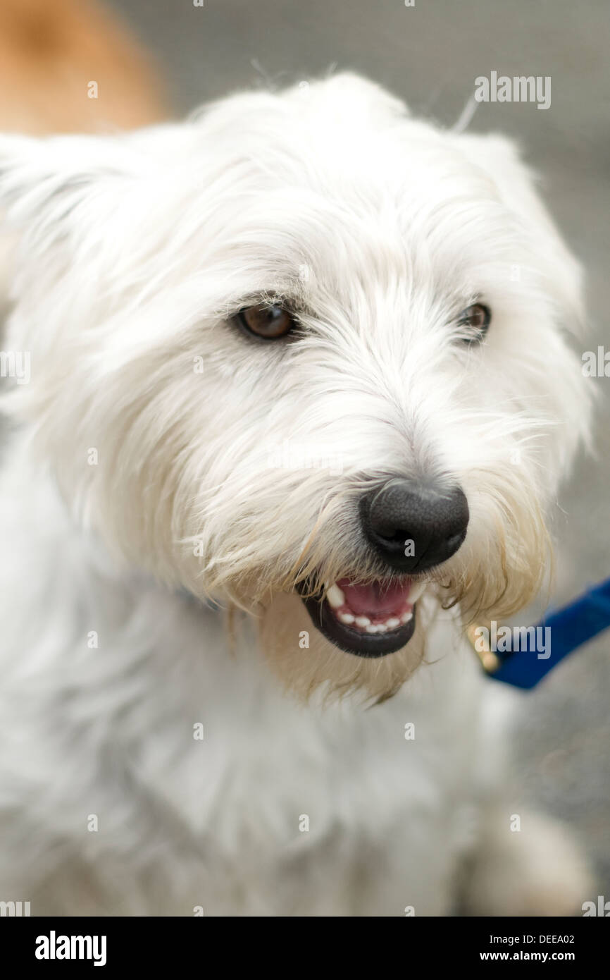 Fancy breeds hi-res stock photography and images - Alamy