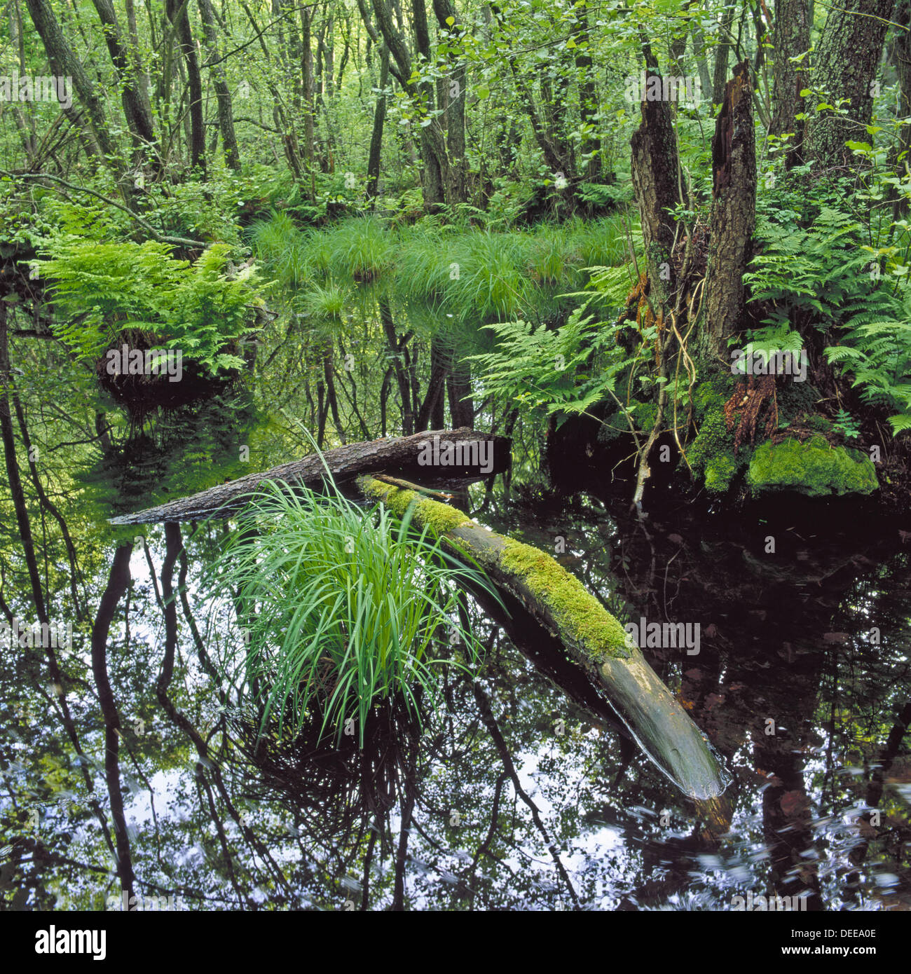 Alder Swamp (Alnus Glutinosa). Stenshuvud National Park. Skane. Sweden ...