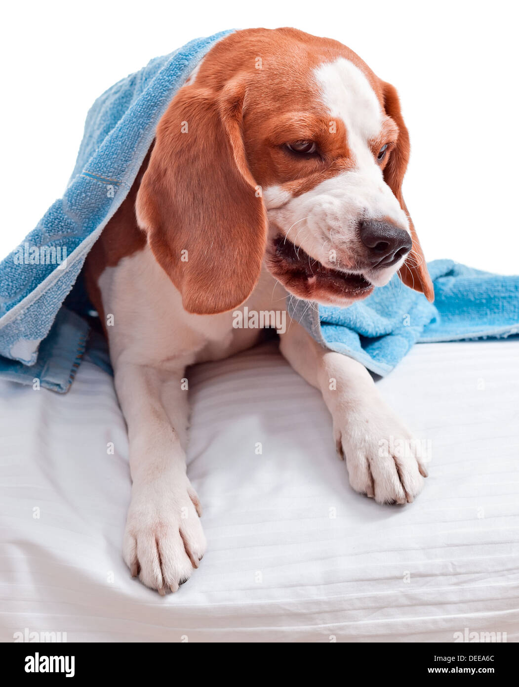 Very much sick dog , isolated on white background Stock Photo - Alamy