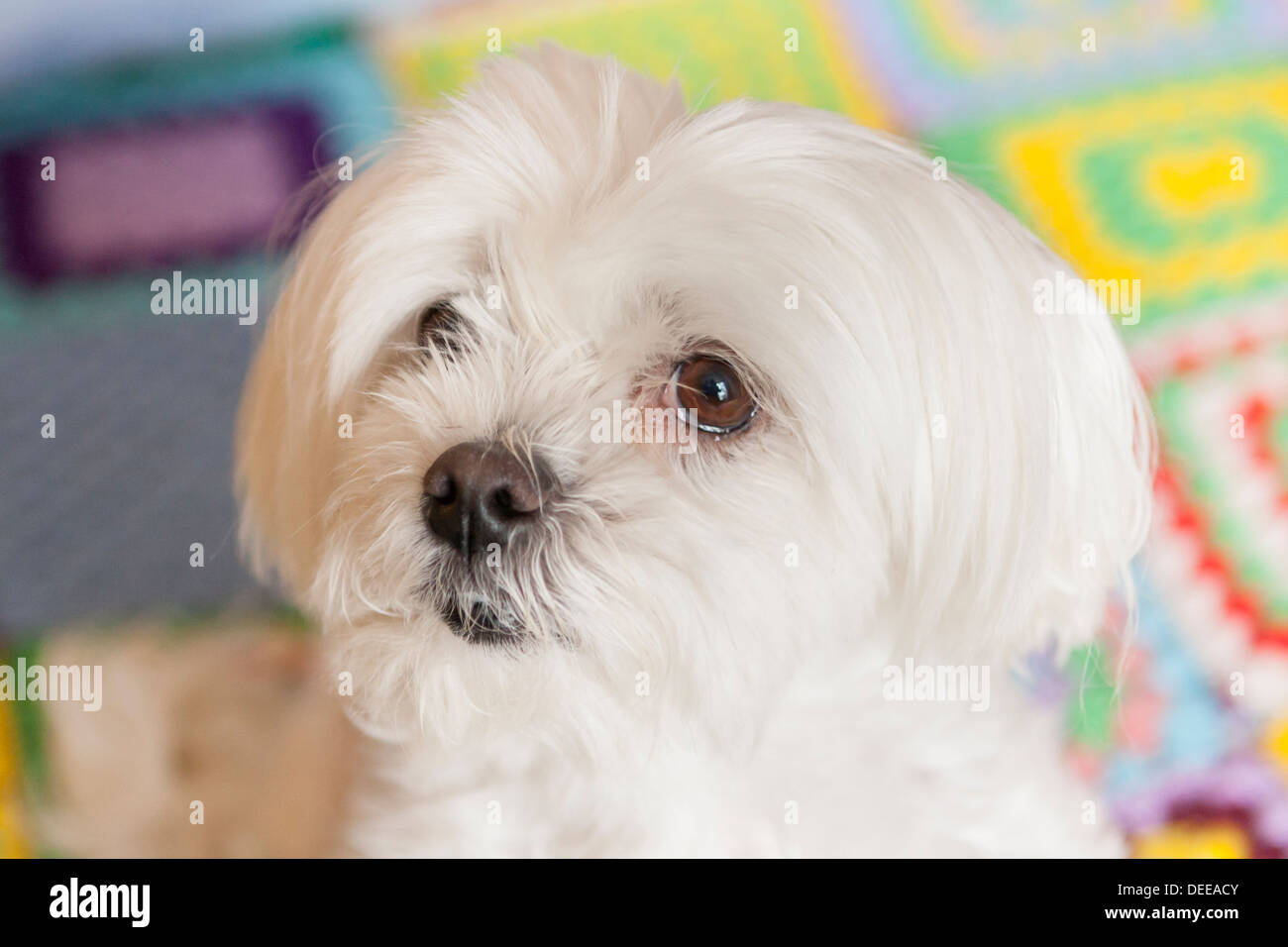 Pet Maltese terrier dog Stock Photo - Alamy