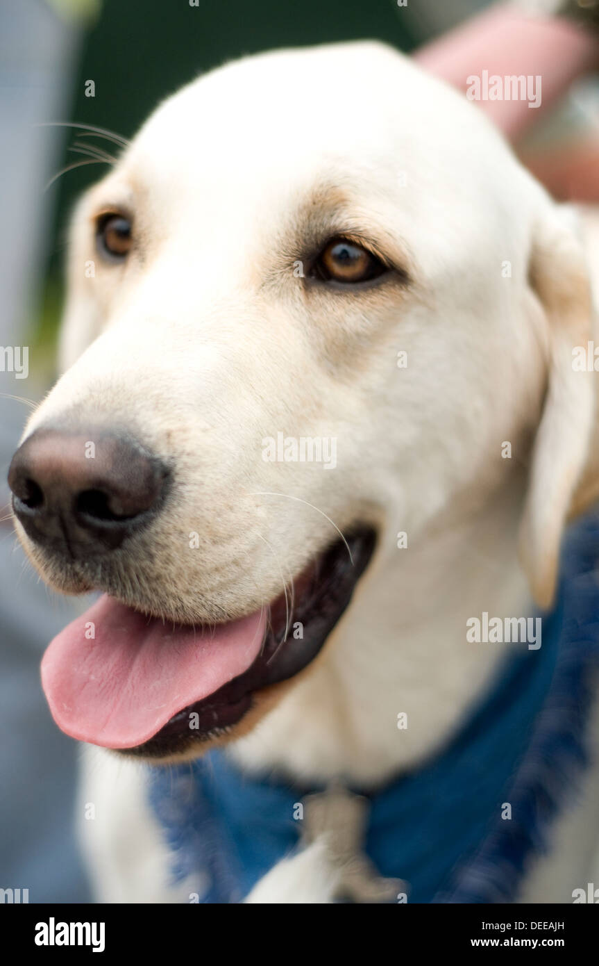 Happy dog hi-res stock photography and images - Alamy