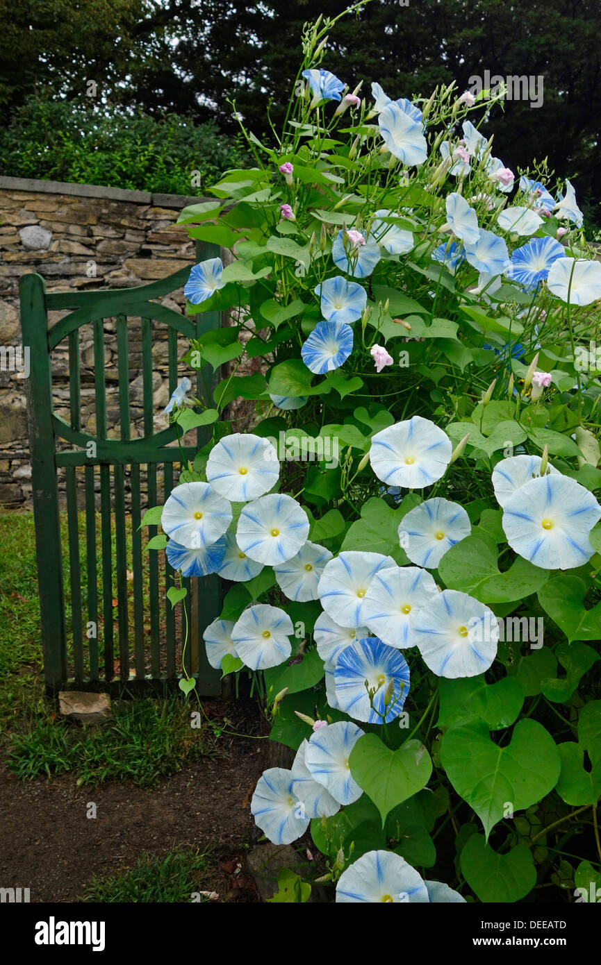 Climbing morning glory flowers hi-res stock photography and images - Alamy