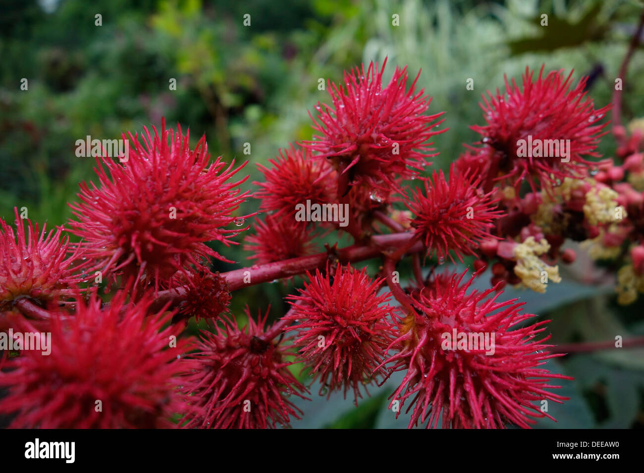 Red castor flower hi-res stock photography and images - Alamy