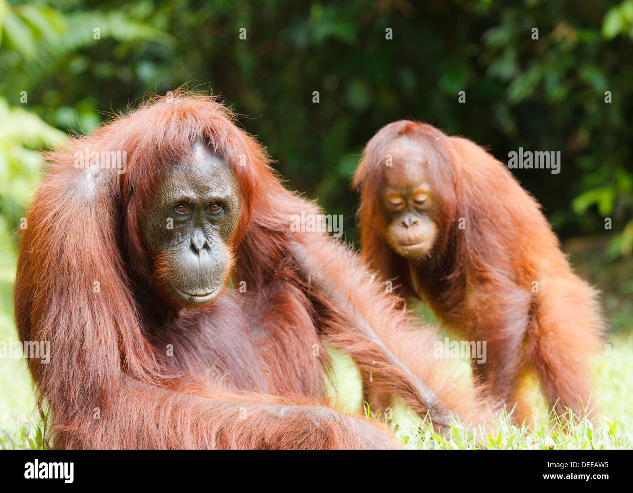 Indonisia Stock Photos & Indonisia Stock Images - Alamy