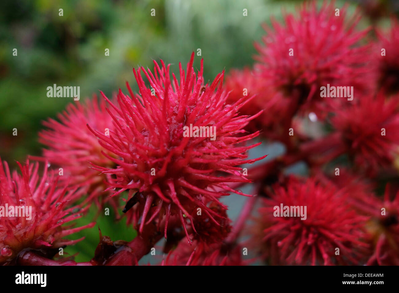 Red castor flower hi-res stock photography and images - Alamy