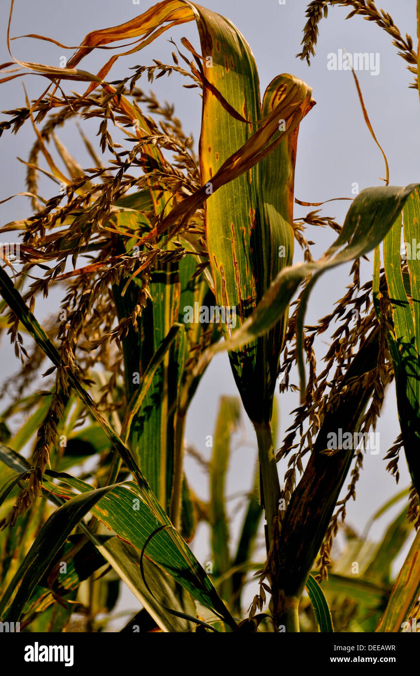 Indiana farming agriculture hi-res stock photography and images - Alamy