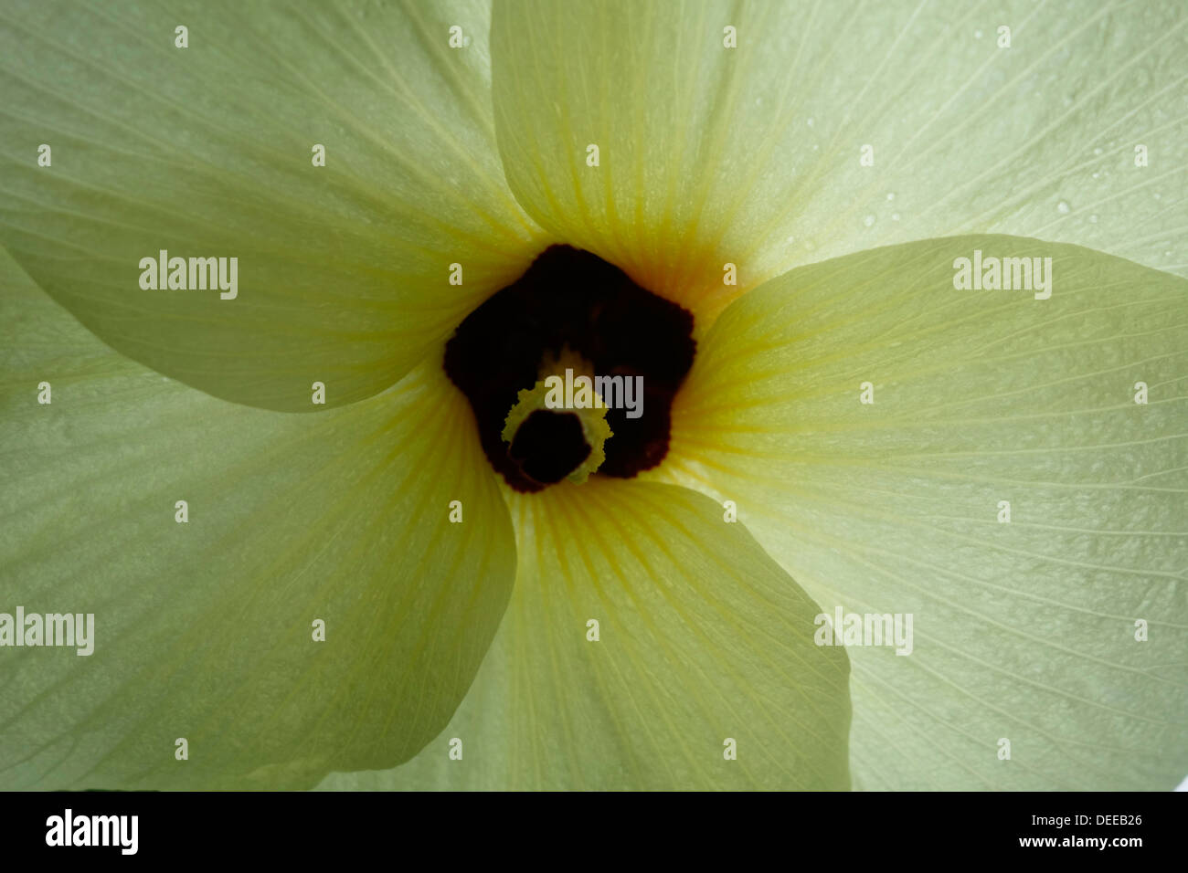 Piston flower hi-res stock photography and images - Alamy