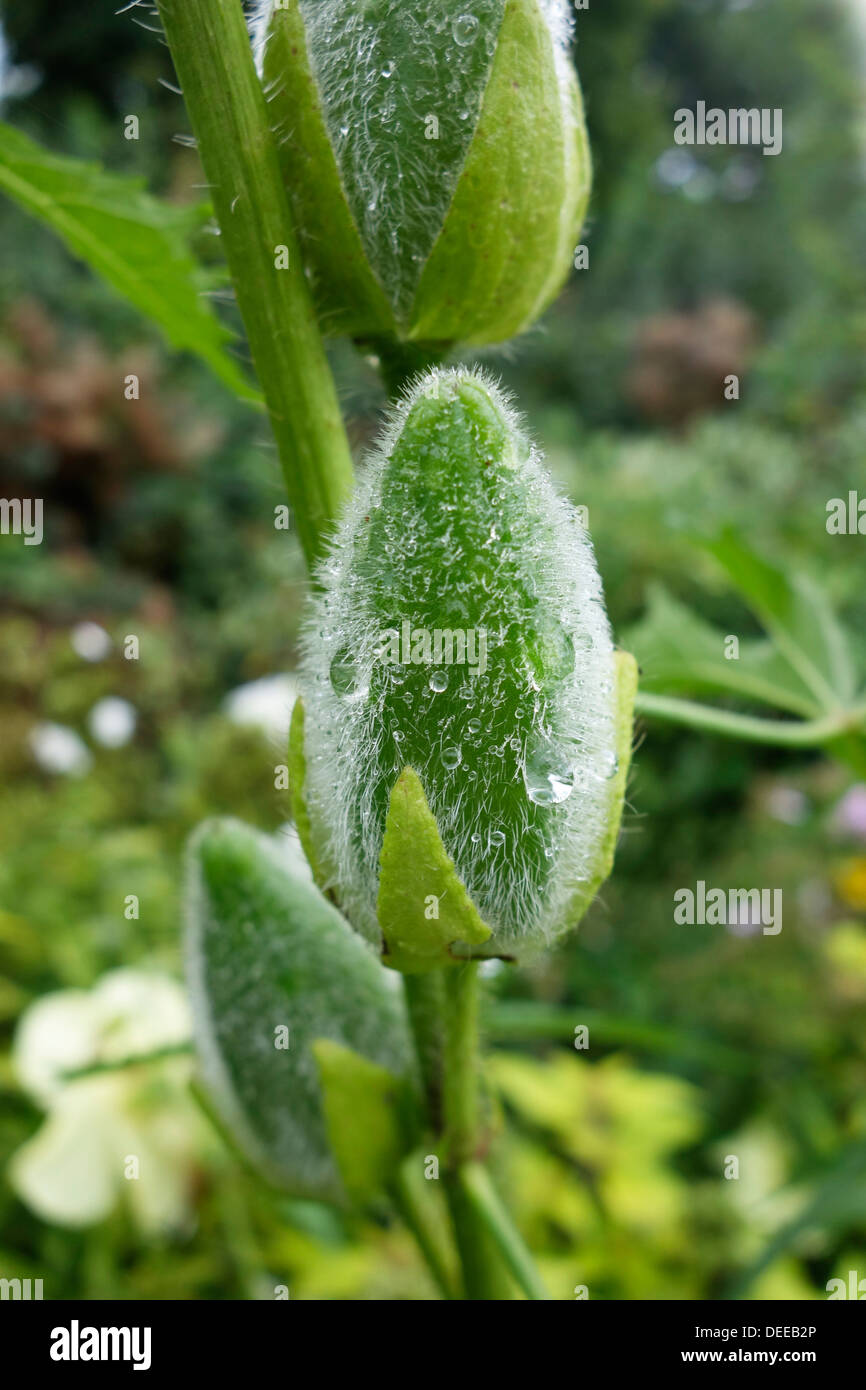 Fuzzy plant hi-res stock photography and images - Alamy