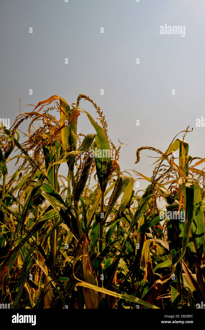Indiana farming agriculture hi-res stock photography and images - Alamy