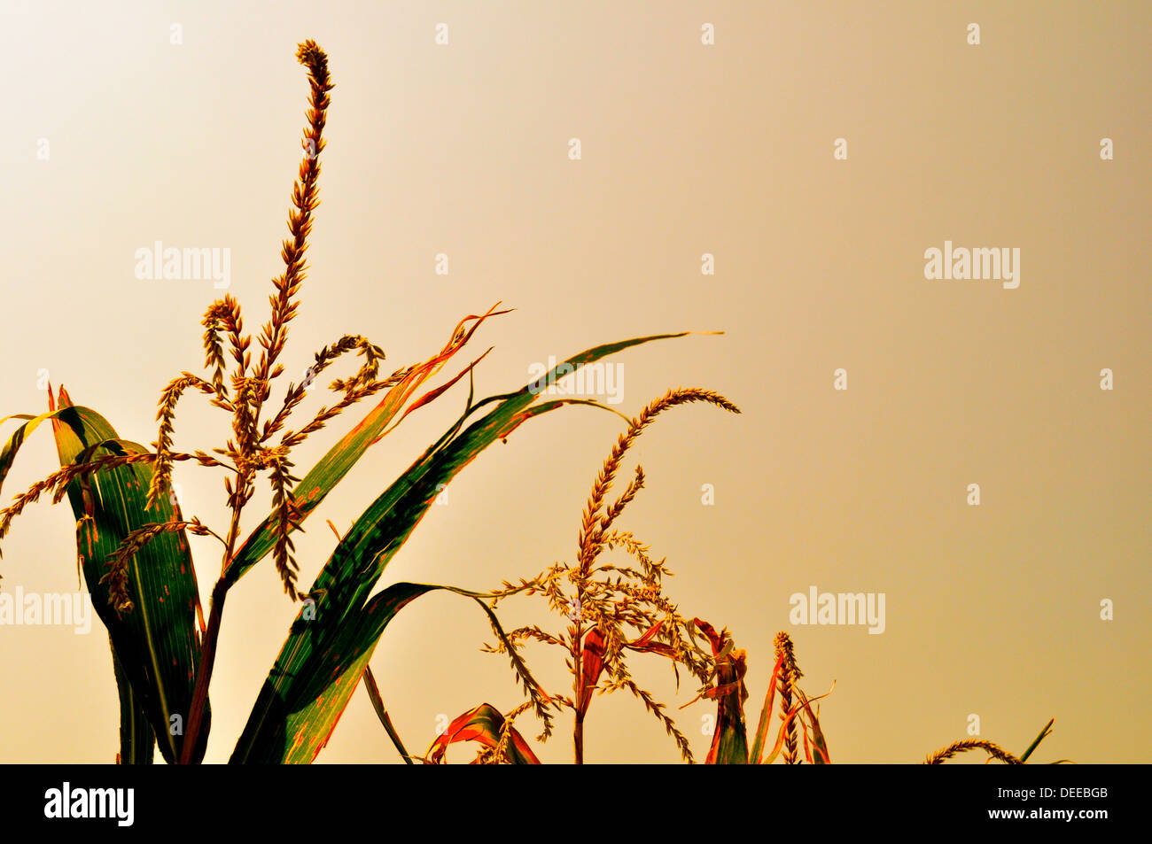 Indiana, corn,field hi-res stock photography and images - Alamy