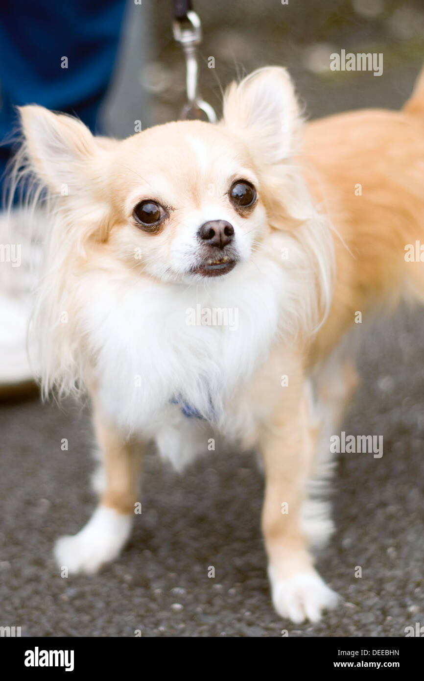 Dog pet chiwawa small hi-res stock photography and images - Alamy