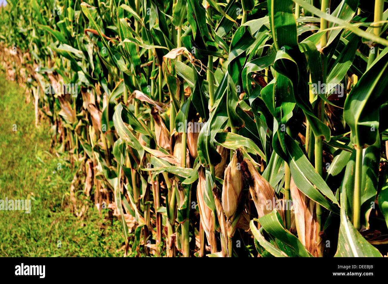 Indiana, corn,field hi-res stock photography and images - Alamy