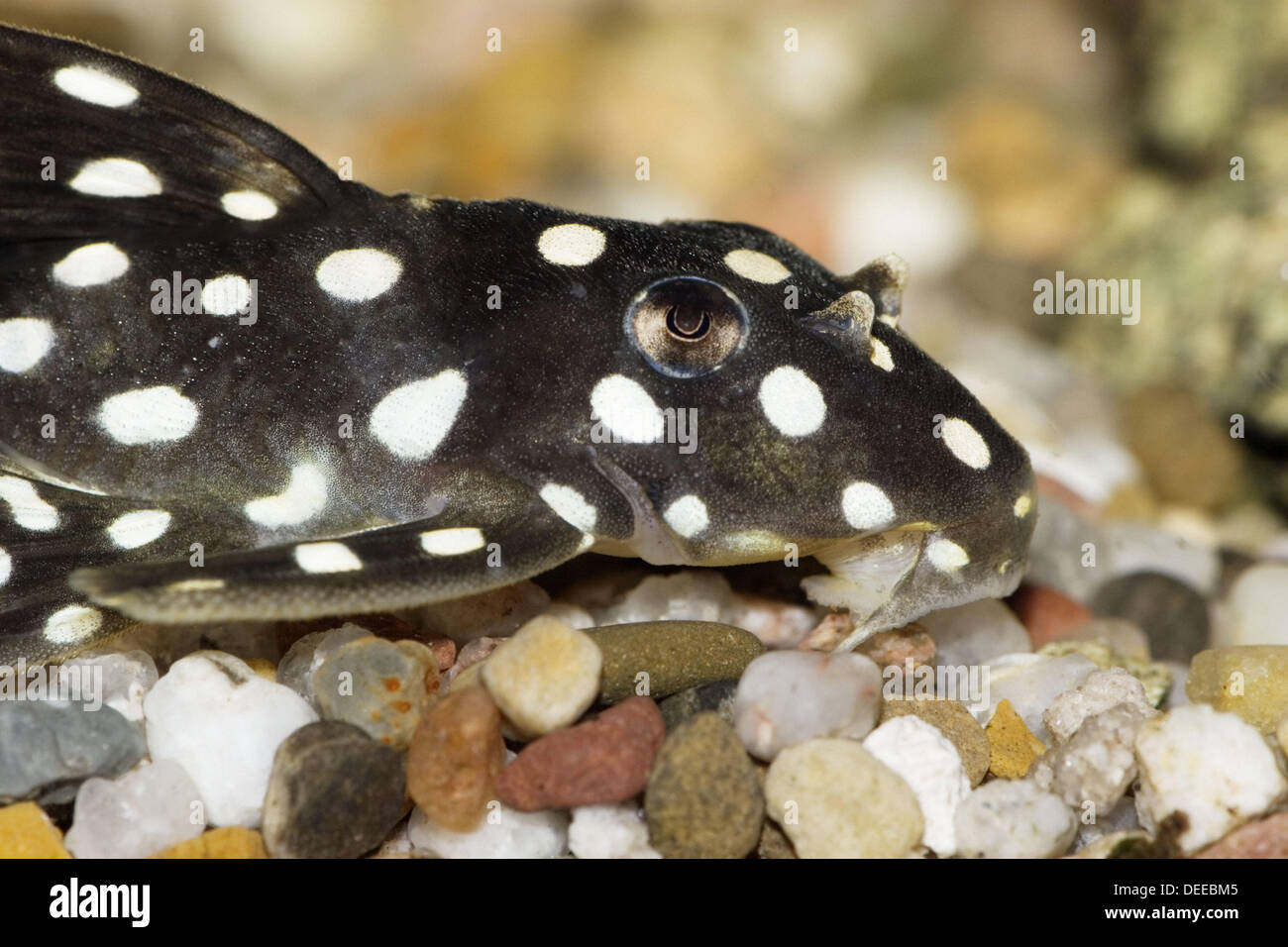 Pleco l368 scobinancistrus sp loricariidae hi-res stock photography and ...