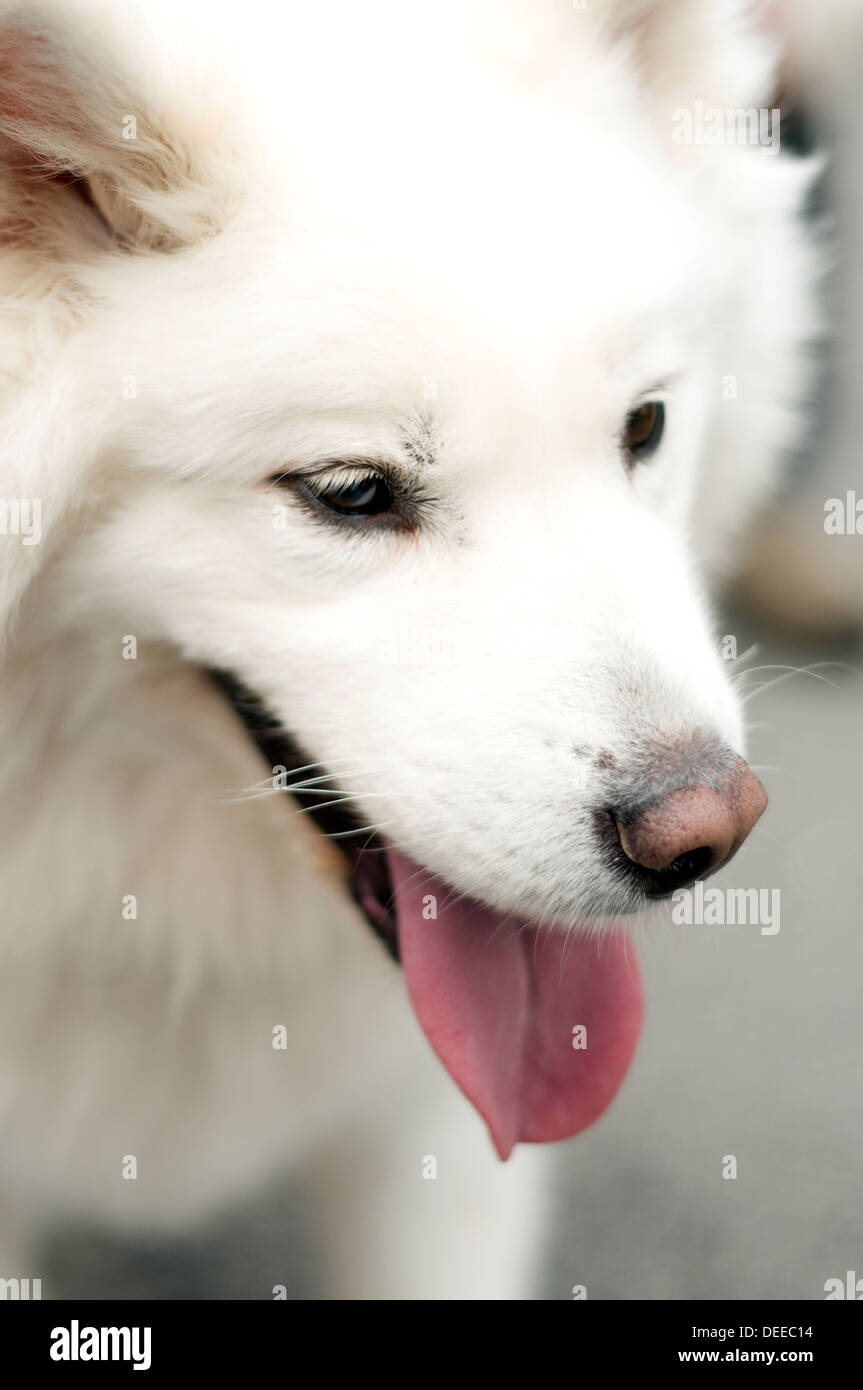 Happy rescue dog hi-res stock photography and images - Alamy