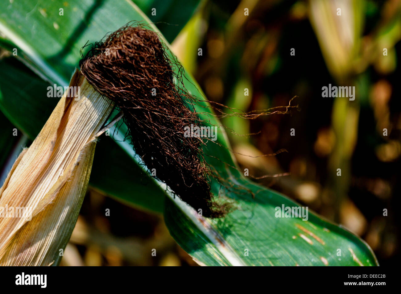 Indiana farming agriculture hi-res stock photography and images - Alamy