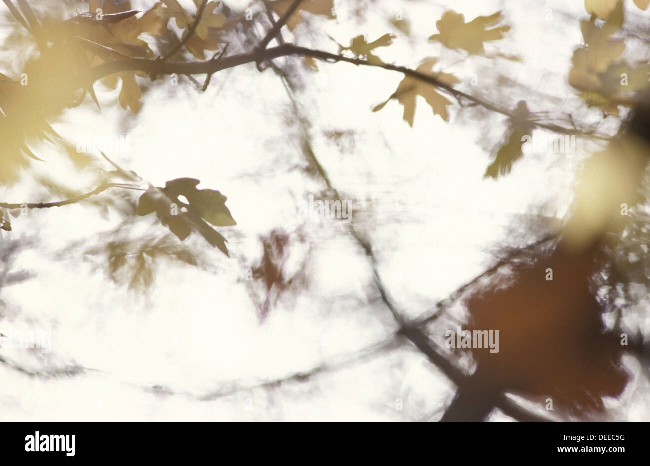 Special maple hi-res stock photography and images - Alamy