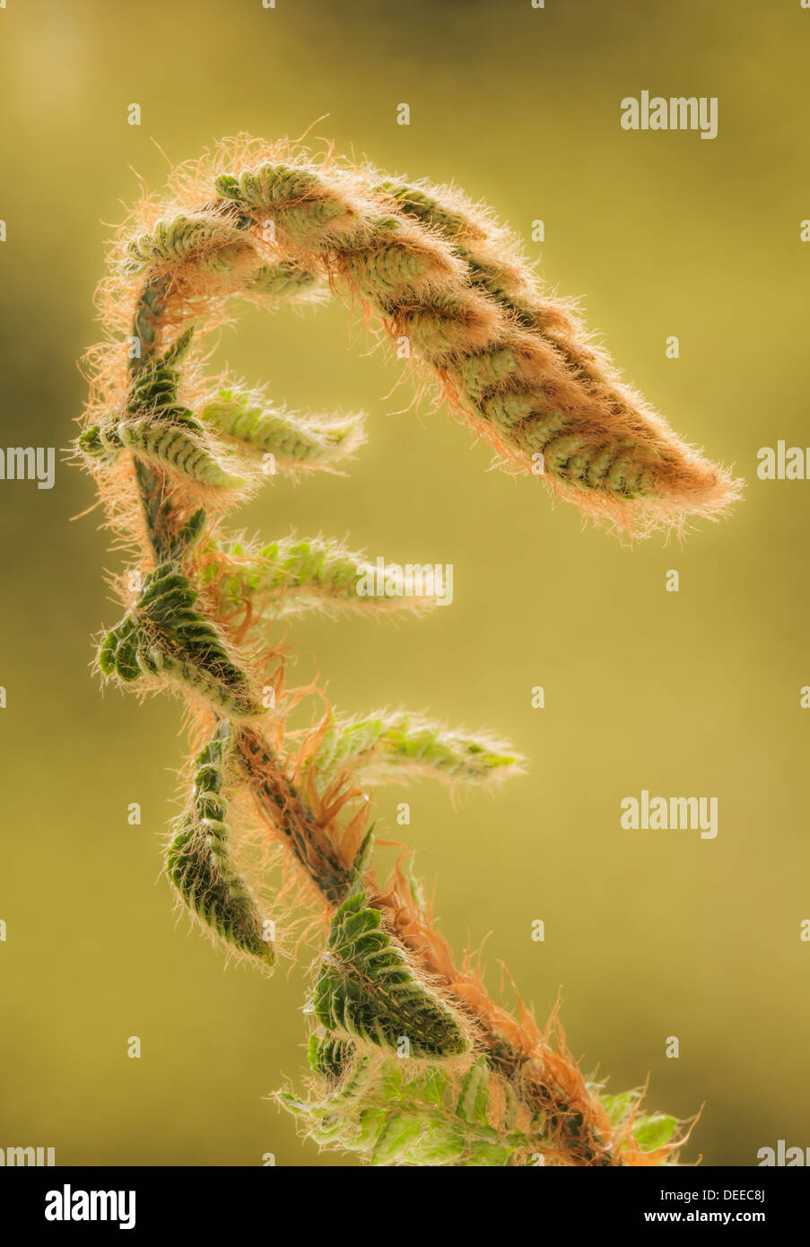 Macro shot delicate ferns hi-res stock photography and images - Alamy