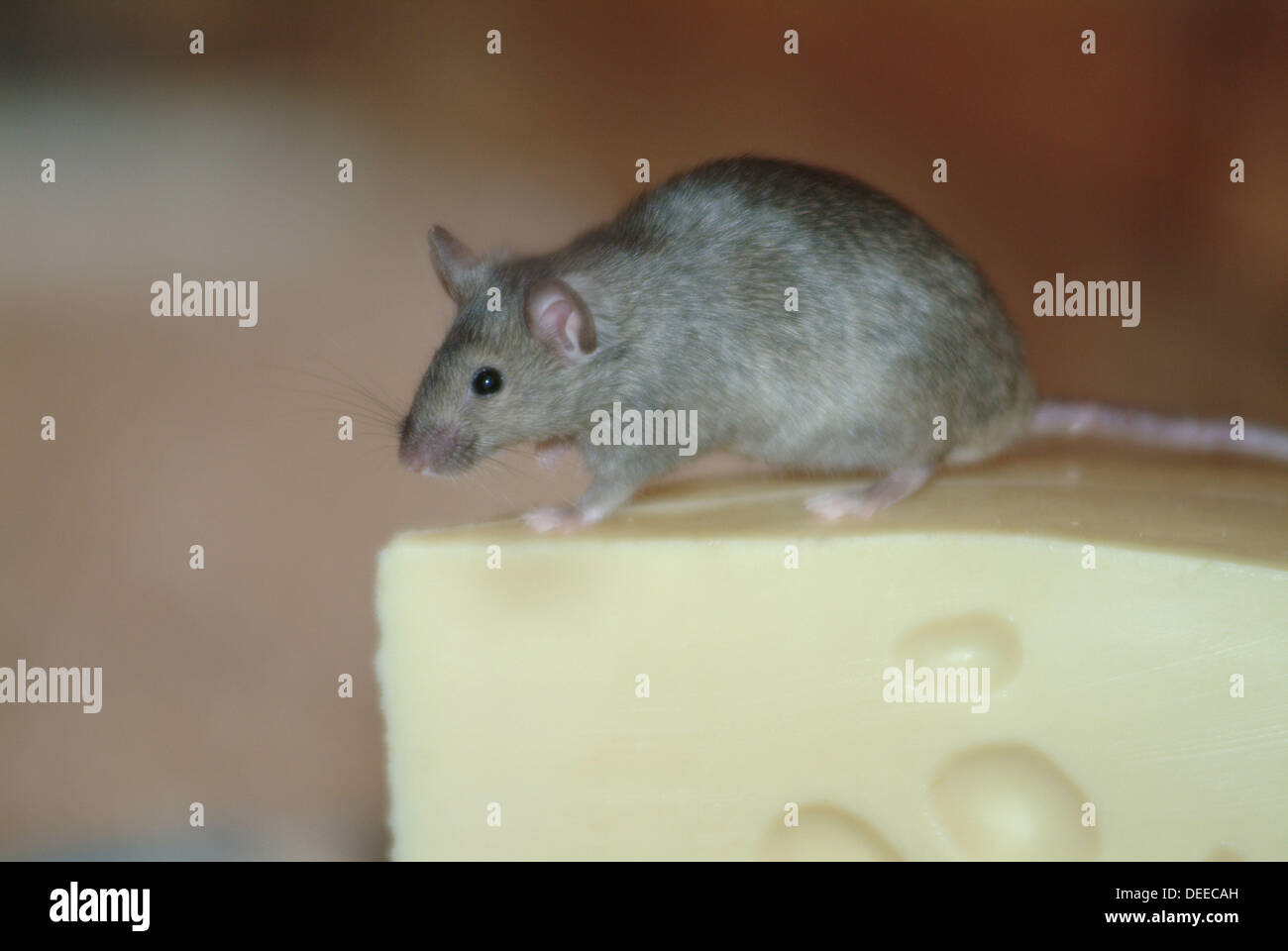 Mus Musculus Germany Stock Photos & Mus Musculus Germany Stock Images ...