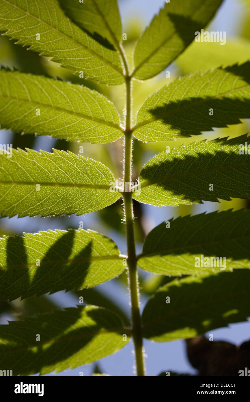 Ash Leaf High Resolution Stock Photography and Images - Alamy