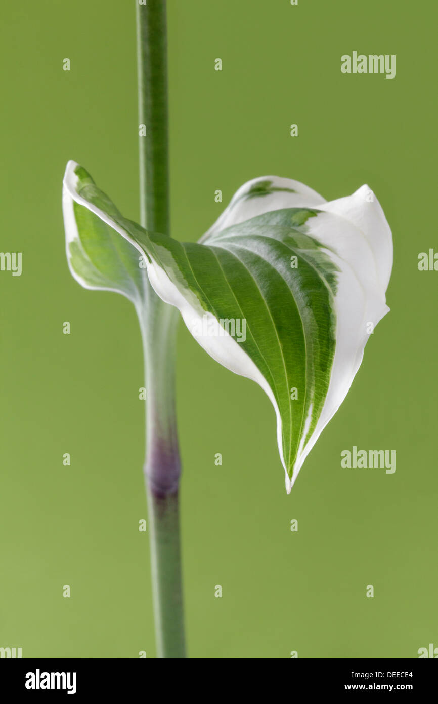 Hosta stem hi-res stock photography and images - Alamy