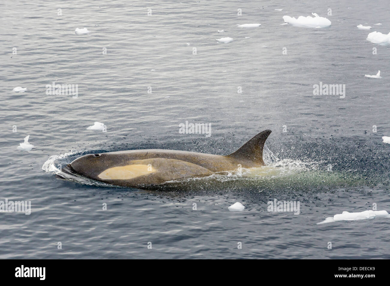 A small pod of Type B killer whales (Orcinus orca) in Neko Harbor ...