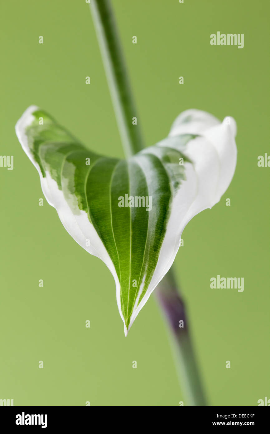 Single Hosta leaf on stem Stock Photo - Alamy