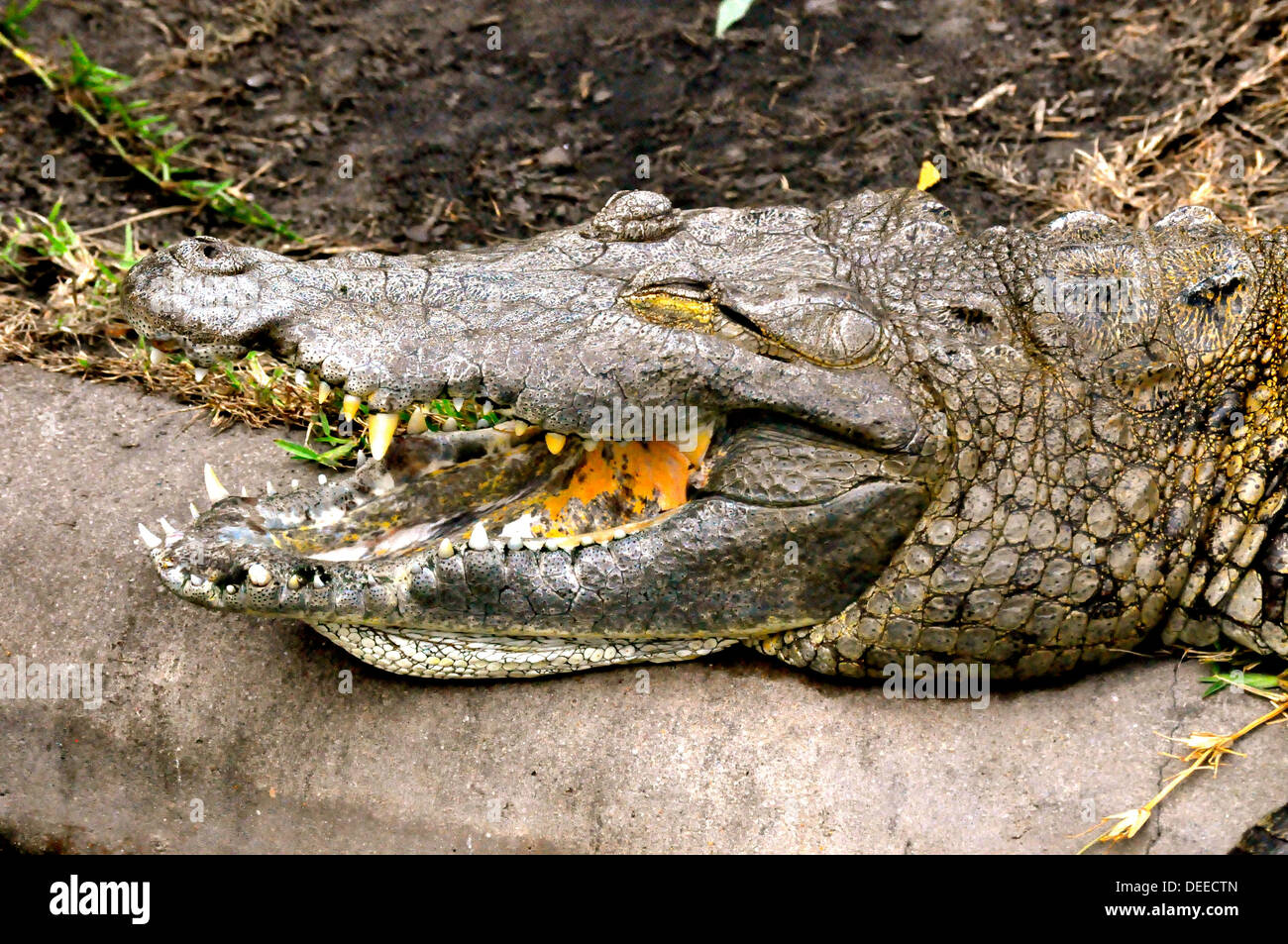 Smiling crocodile hi-res stock photography and images - Alamy