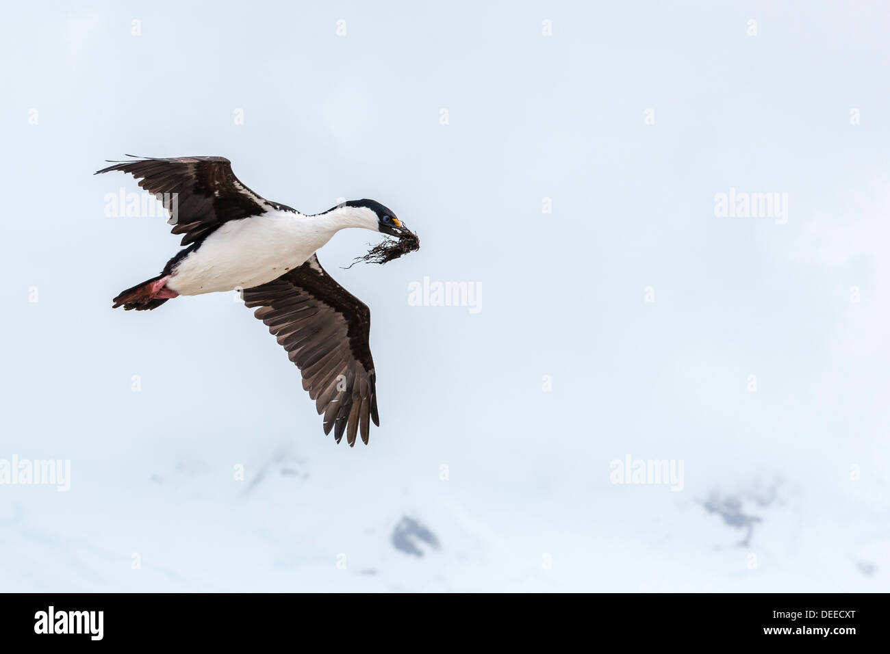 Antarctic shag flying hi-res stock photography and images - Alamy