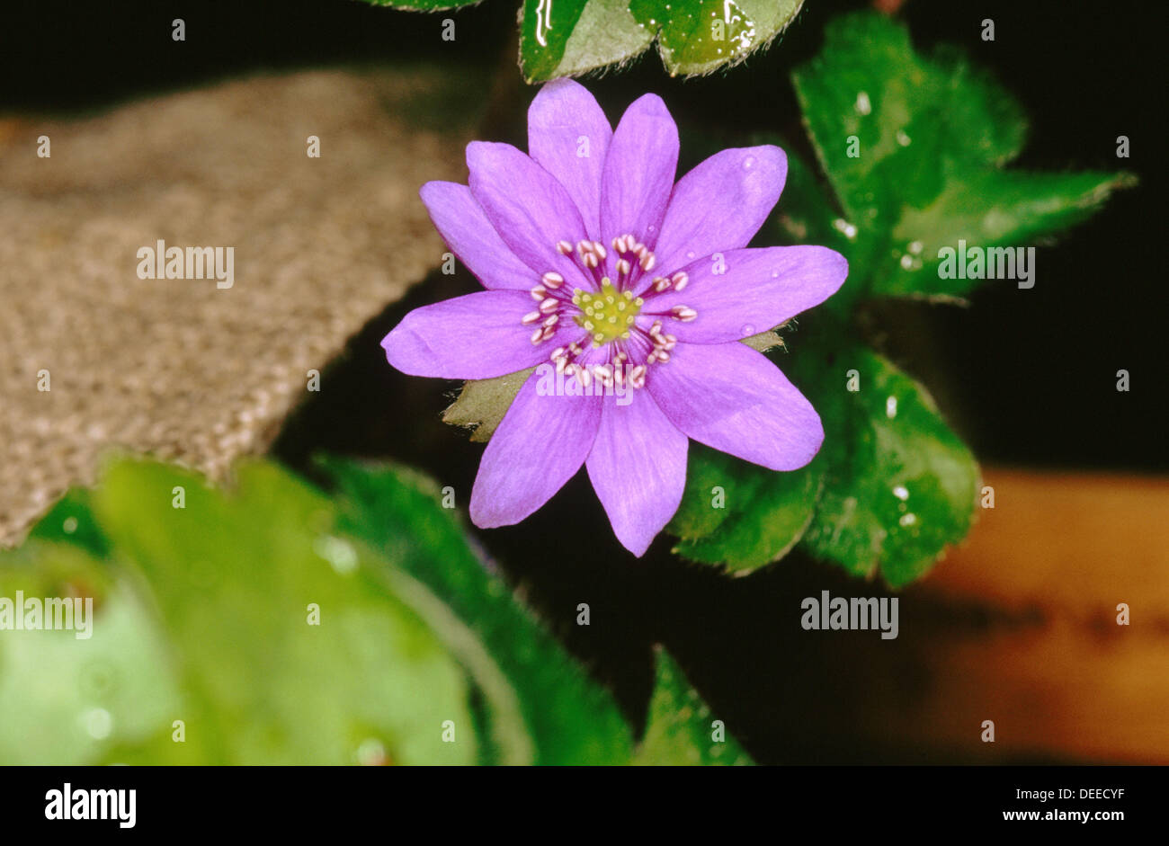 Hepatica transsilvanica hi-res stock photography and images - Alamy