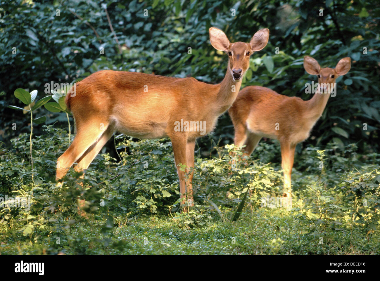 Sangai hi-res stock photography and images - Alamy