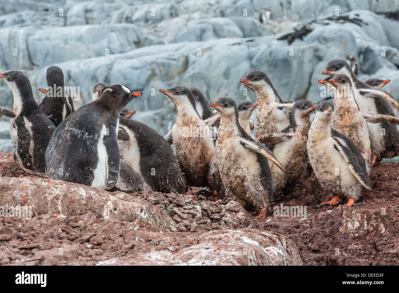Penguin creche hi-res stock photography and images - Alamy
