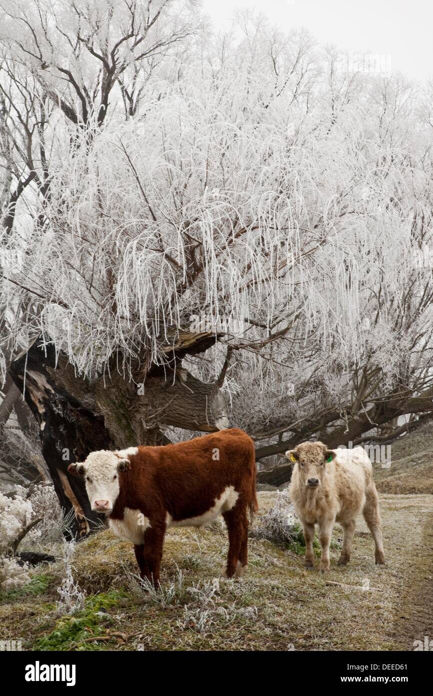 Shelter under trees hi-res stock photography and images - Alamy