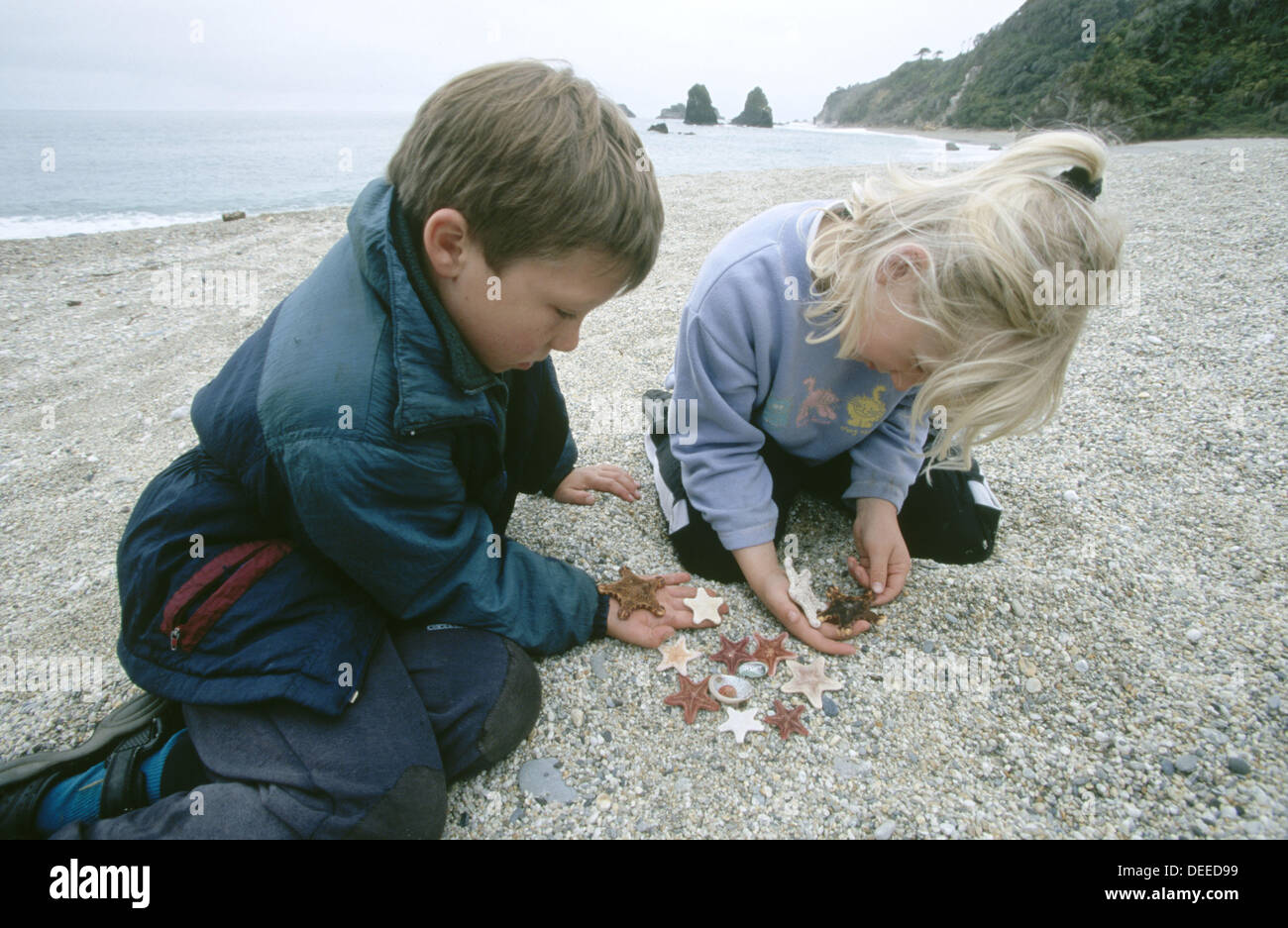 Two starfishes on the beach hi-res stock photography and images - Alamy