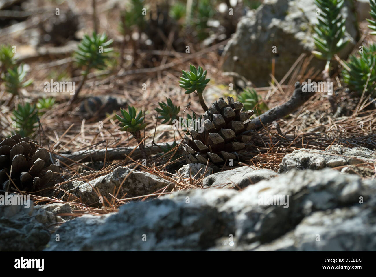 Ground cones hi-res stock photography and images - Alamy