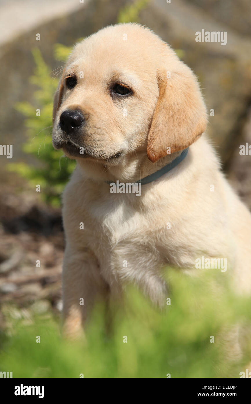 Portrait of adorable labrador retriever puppy behind a bush Stock Photo ...