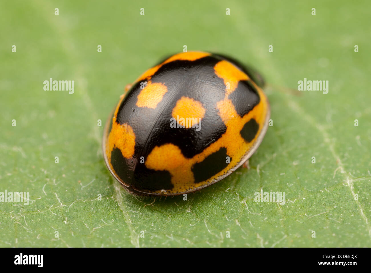 Fourteen-spotted Lady Beetle (Propylea quatuordecimpunctata) - Female ...