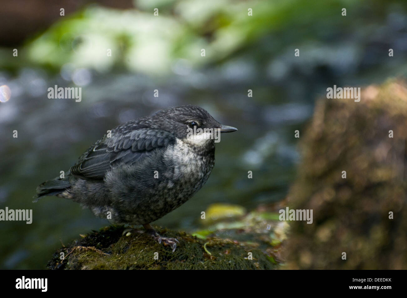 Baby Dipper on a rock Stock Photo - Alamy
