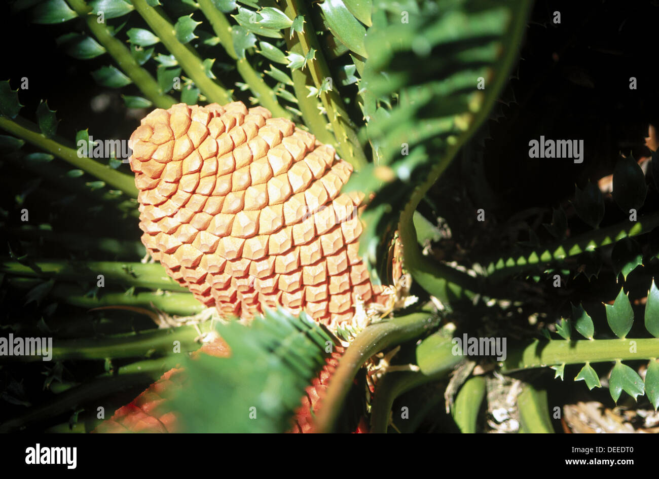 Encephalartos Ferox High Resolution Stock Photography and Images - Alamy