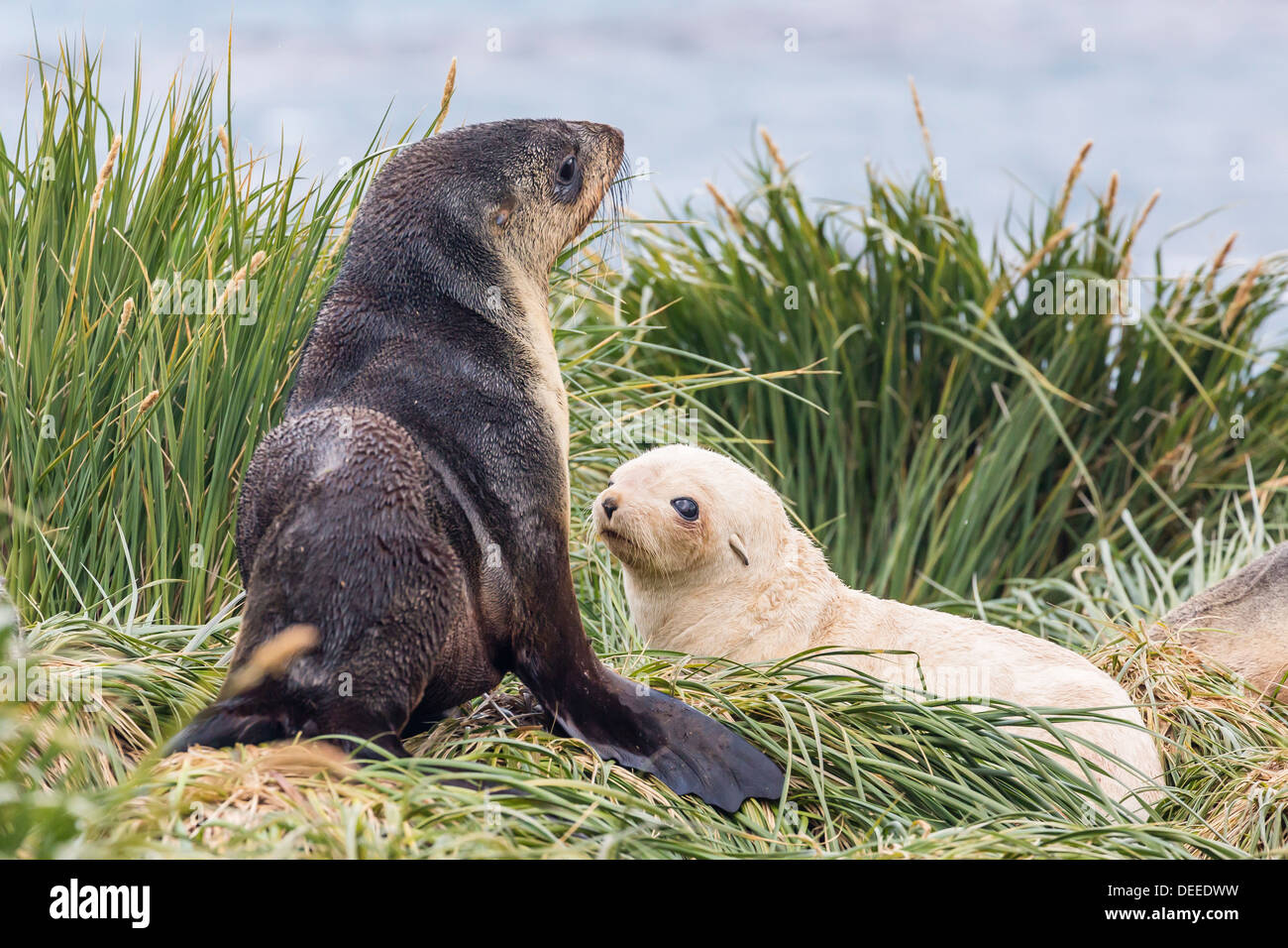 Leucistic animals hi-res stock photography and images - Alamy