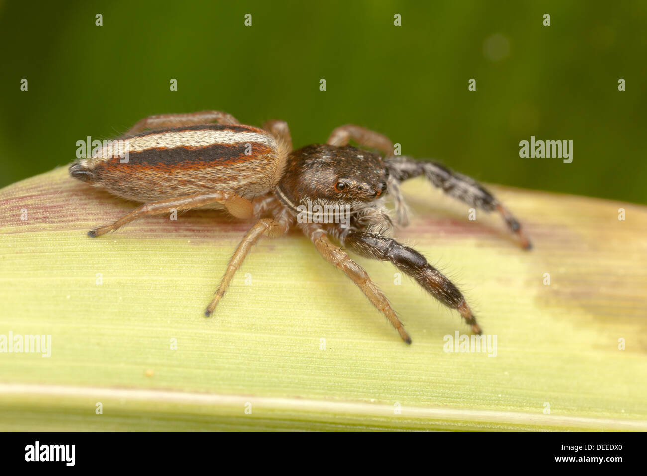 Jumping Spider (Marpissa formosa) - Female Stock Photo - Alamy